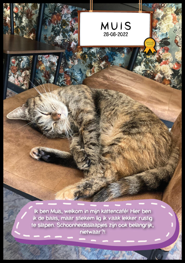 Kattencafé de Muis – Waar de Kat de Baas is, maar iedereen welkom!